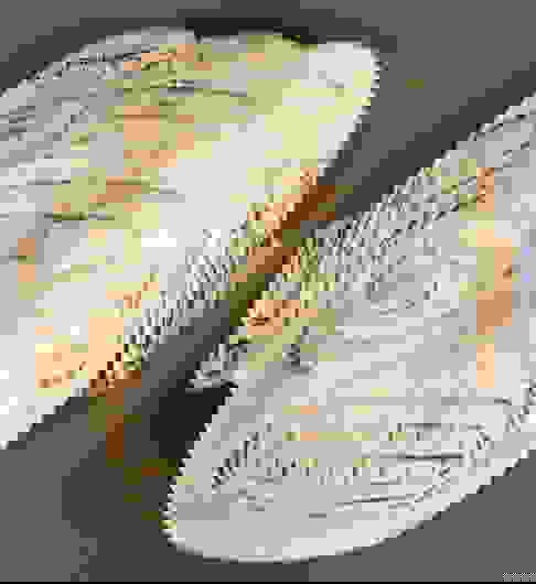 Taino Precolumbian Two Headed Shell Mask Auction