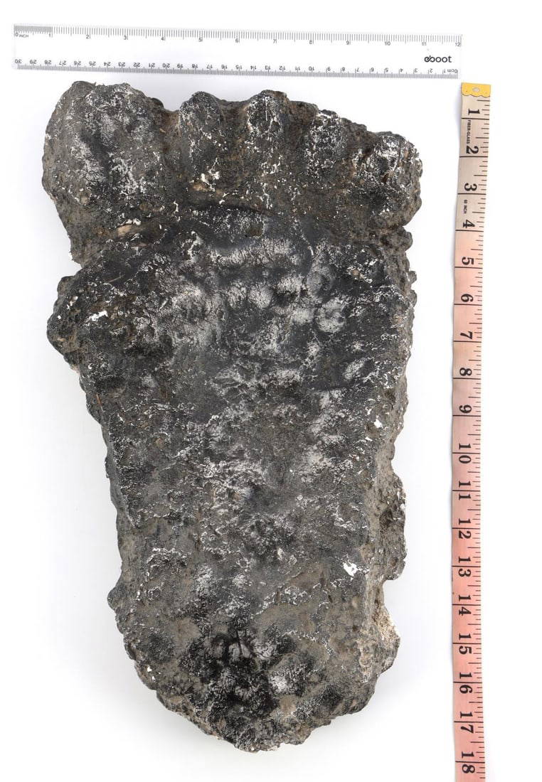 1965 Sasquatch Bigfoot Foot Print Plaster Casting Auction