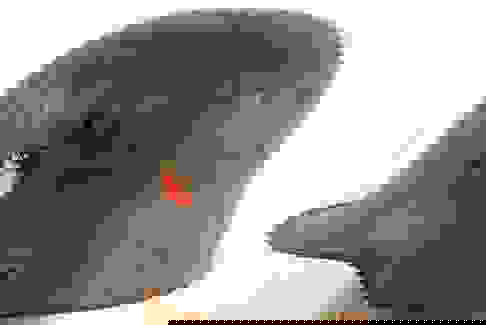 Wwii German M18 Transitional Volkssturm Helmet Auction