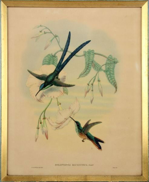 JOHN GOULD LITHOGRAPH SCISSOR-TAILED HUMMINGBIRD