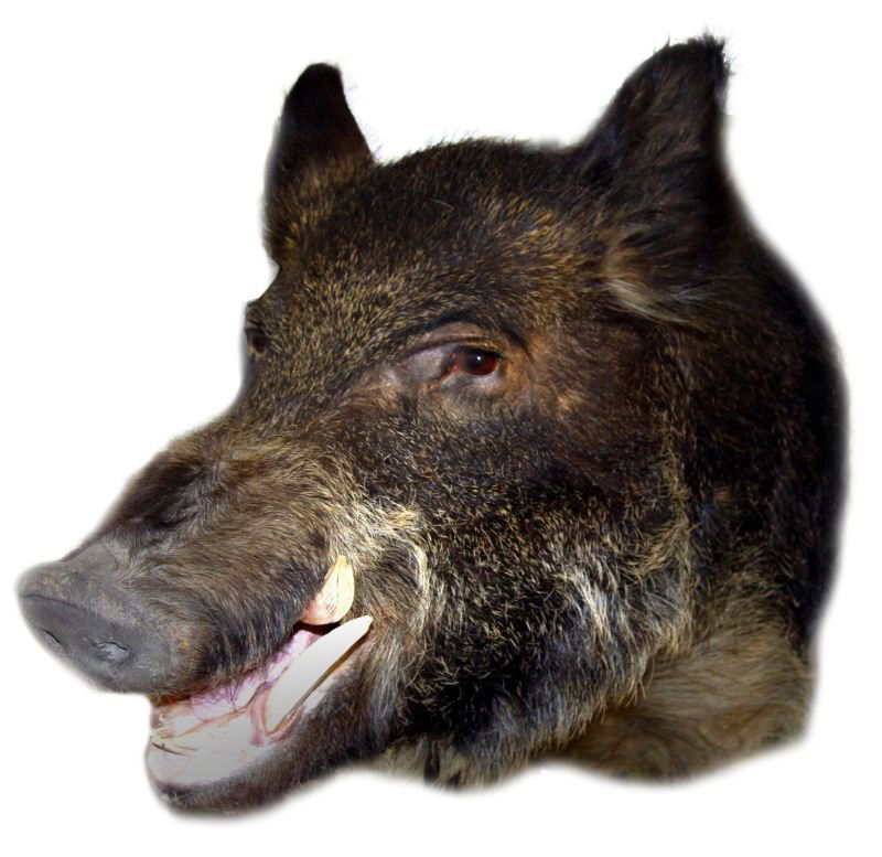 LARGE AMERICAN WILD BOAR SHOULDER MOUNT