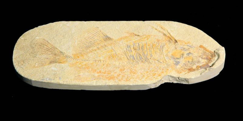 10 Inch Fish Fossil Wyoming Matrix