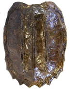 Antique American Alligator Snapping Turtle Shell - Mar 21, 2020 | Neue ...