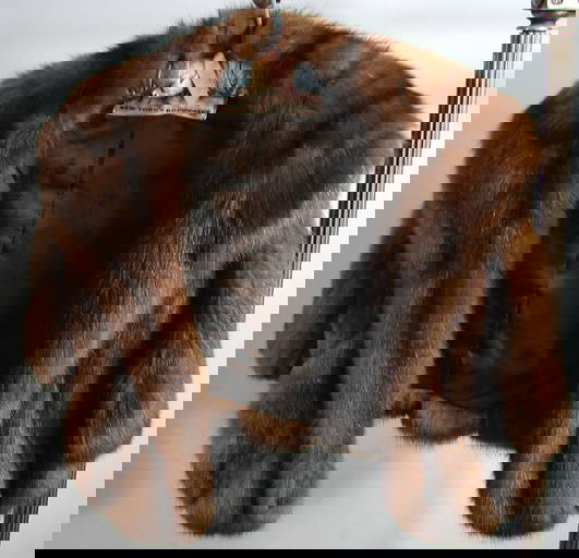 Mink Stole. Projansky, Rochester, New York