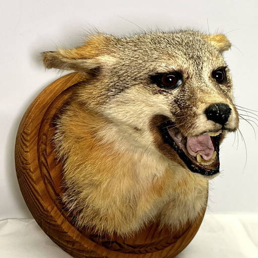 Fox Head Taxidermy Wall Mount