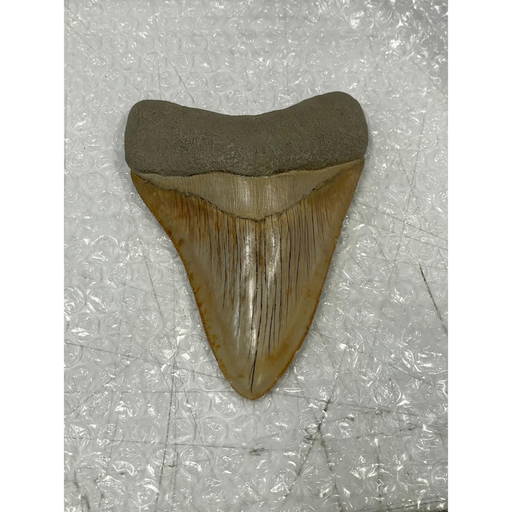 5 Inch Real Megalodon Shark Tooth Big Fossil Genuine Prehistoric Meg Teeth
