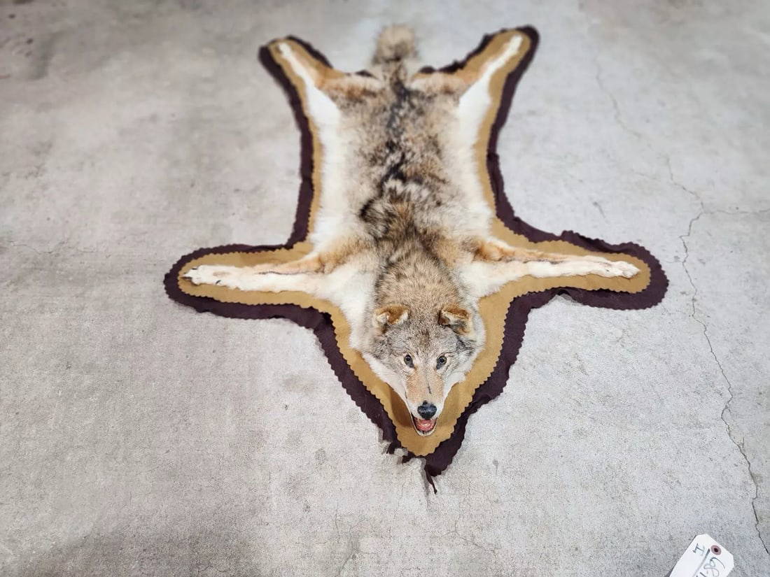 Vintage Texas Coyote Rug Or Wall Taxidermy Mount Jv56 Auction