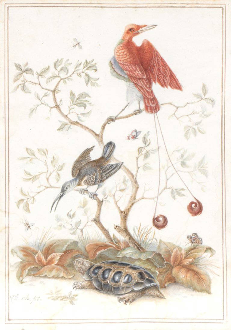 Herman Henstenburgh Nature Drawing With Birds And Turtle Auction