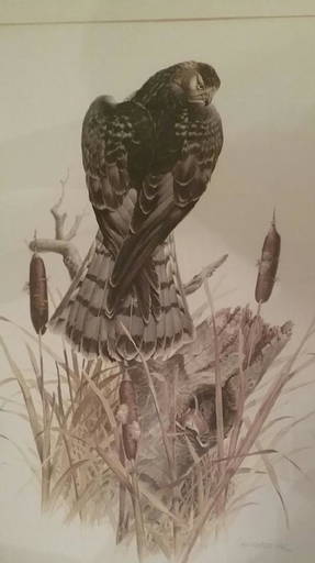Engraving Don Whitlatch "marsh Hawk" Signed 1036/1500