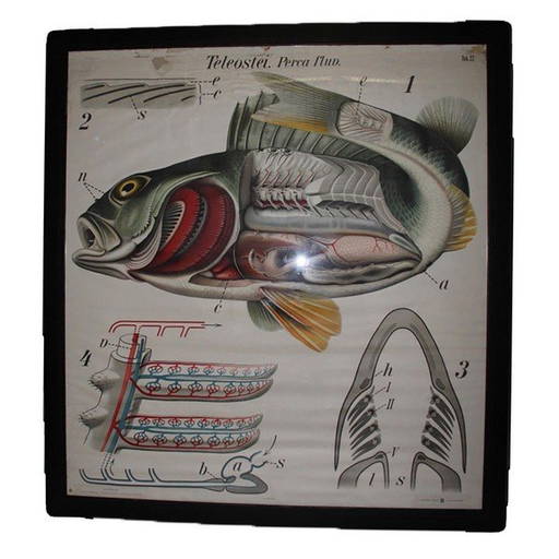 Anatomical Fish Chart