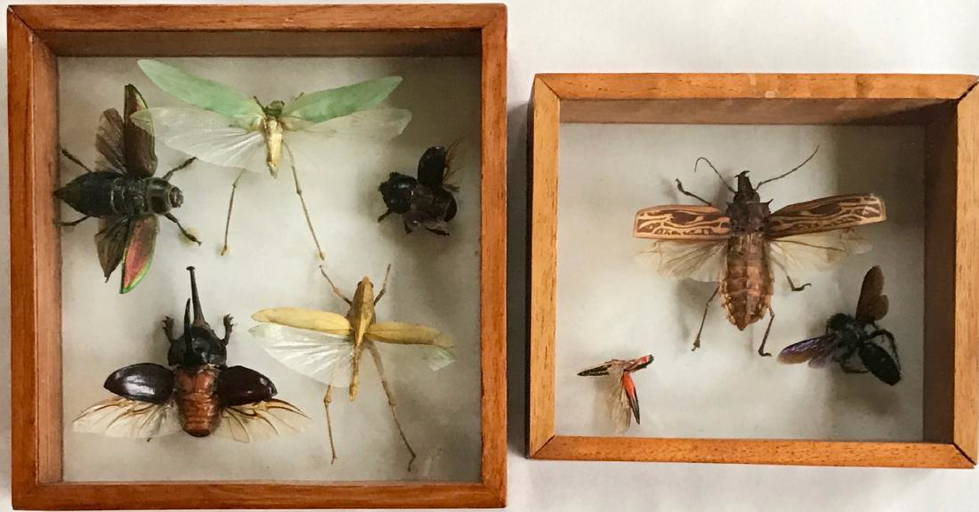 Collection Of Iridescent Insect Specimens