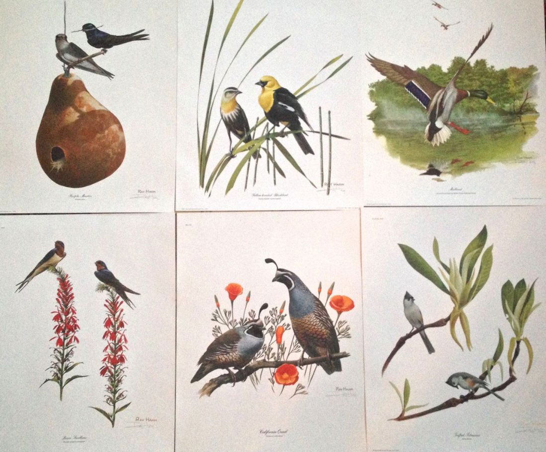 6 Wildlife Bird Prints, Ray Harm - Jun 06, 2016 | Kensington Estate ...