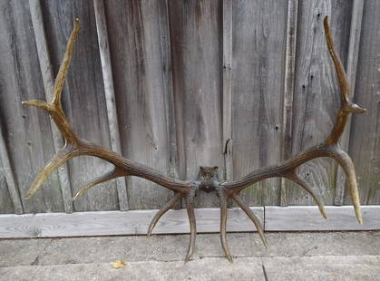 Large Mounted Elk Antlers