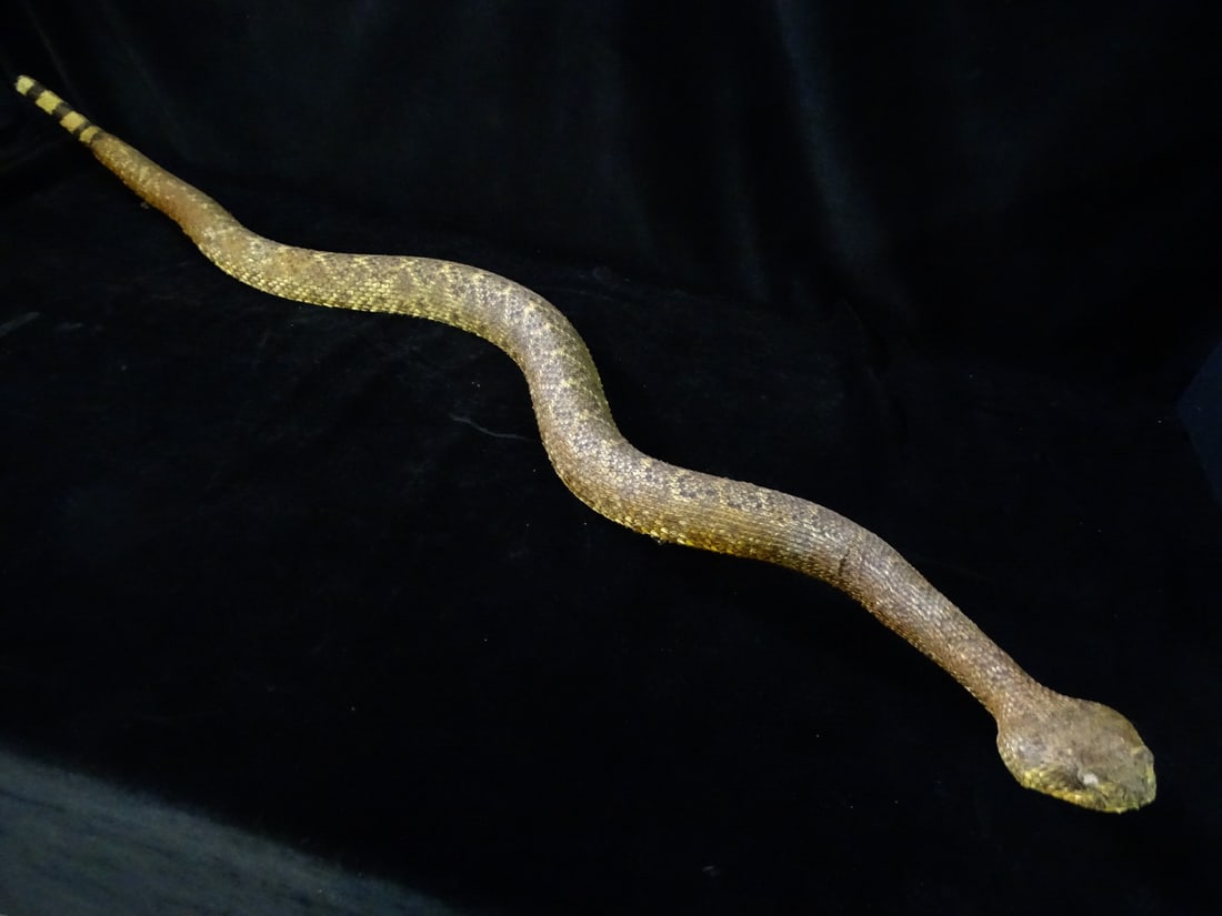 Taxidermied Rattle Snake 40" Long Auction