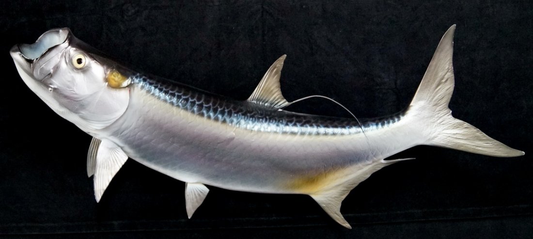 Fiberglass Trophy Fish Tarpon