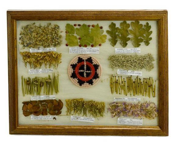 Pressed Navajo Medicinal Botanical Specimen Board