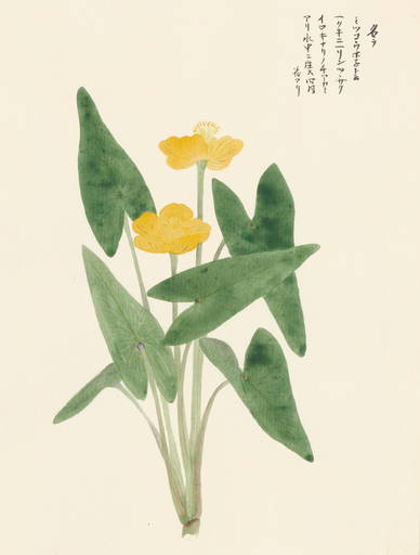 Japanese Buttercup Watercolor - Apr 24, 2016 | Last Chance in NY