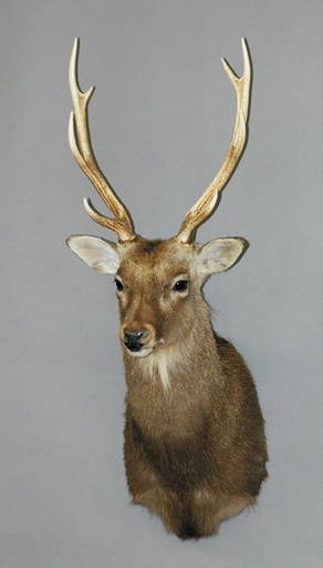 Taxidermy Specimen English Red Tail Deer