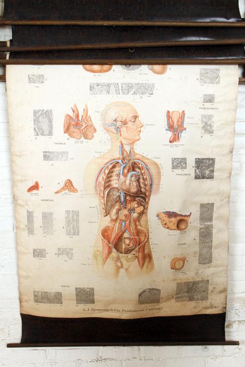 10 A.j. Nystrom A. Hoen & Co Lith Medical Charts