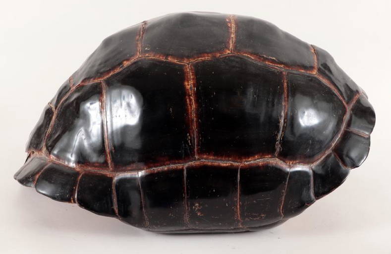 A Large Turtle Shell