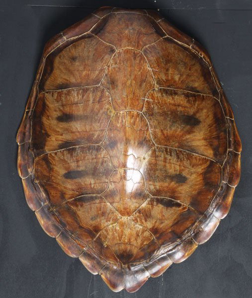 289: LARGE TORTOISE SHELL MOUNTED WALL DECORATION