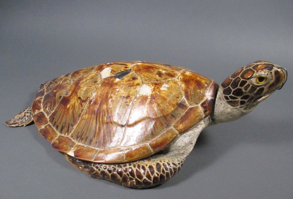 A Taxidermy Mount of a Sea Turtle
