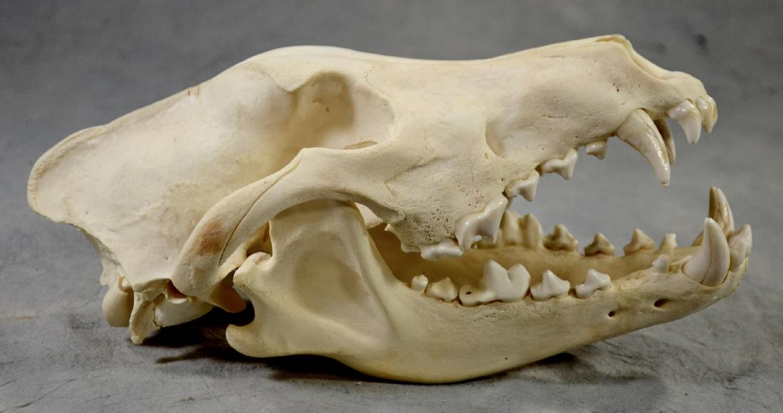 Large American Gray Wolf Skull Professionally Prepared