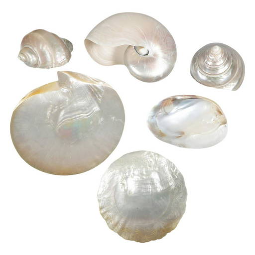 Mother of Pearl Shell Grouping - Aug 23, 2022 | William Bunch Auctions & Appraisals in PA