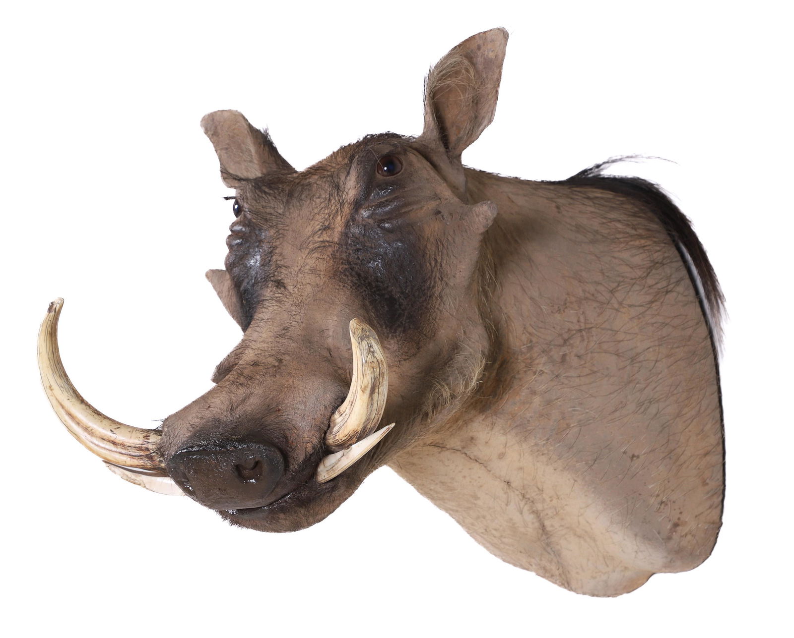 Warthog Shoulder Mount Taxidermy