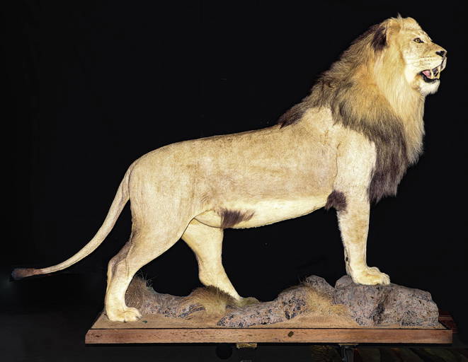 African Lion Full Body Taxidermy Mount (#70765) on Dec 13, 2022 ...