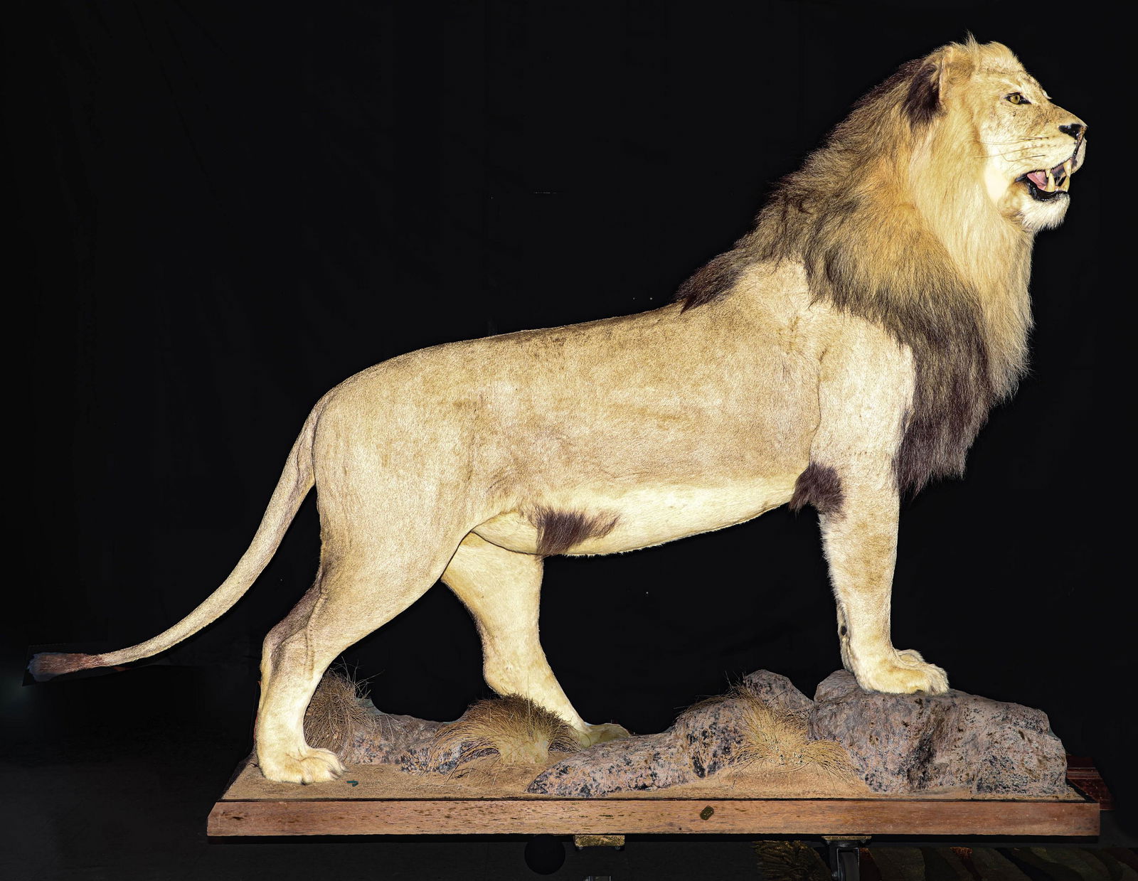 African Lion Full Body Taxidermy Mount (#70765) on Dec 13, 2022 ...