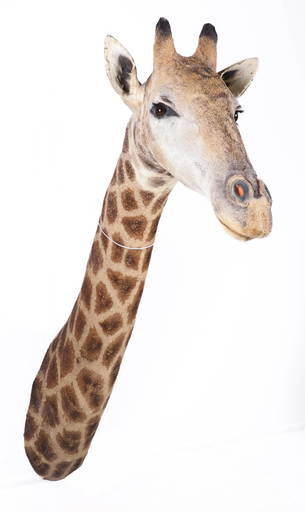 Giraffe Shoulder Mount