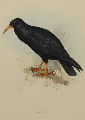E Lear, Hand Colored Lithograph, Cornish Chough