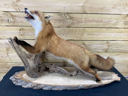 Red Sheep Full Body Taxidermy Mount