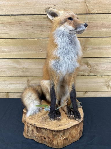 Red Fox Full Body Taxidermy Mount