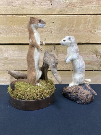 2 Weasel Taxidermy Mounts