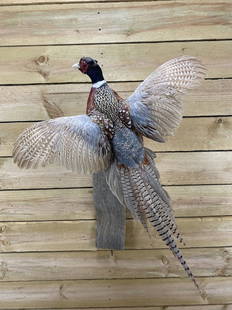 Ringneck Rooster Pheasant Mount