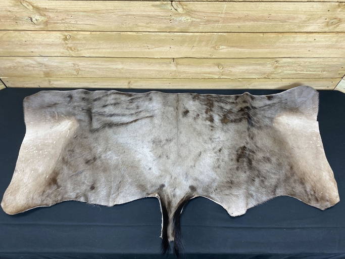 African hind quarter taxidermy Pelt (#0077) on Aug 13, 2022 ...