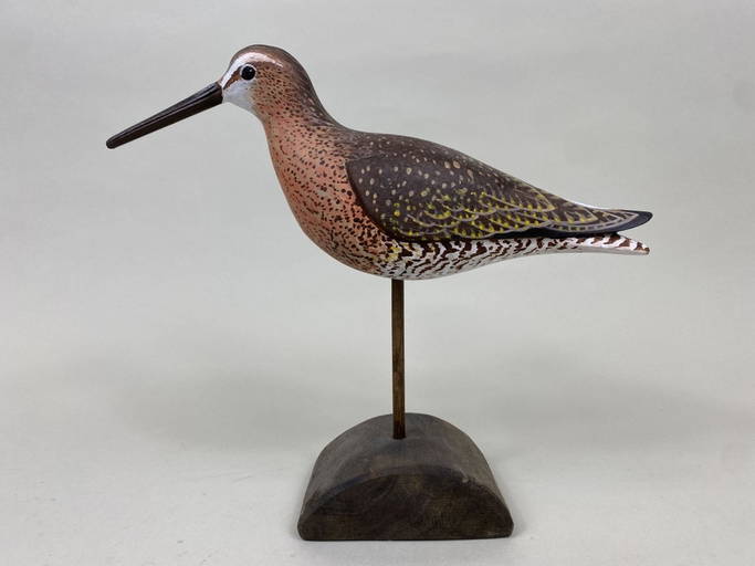 David Rhodes Dowitcher Shorebird