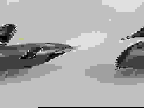 Charles Perdew Mallard Drake Duck Decoy Auction