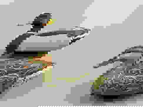 Bud Shell Pr Of Mallard Duck Decoys Auction