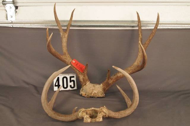 2 Deer Racks Whitetail 16" Spread Mule 22" Spread