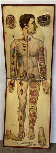 Anatomical Folding Body Chart