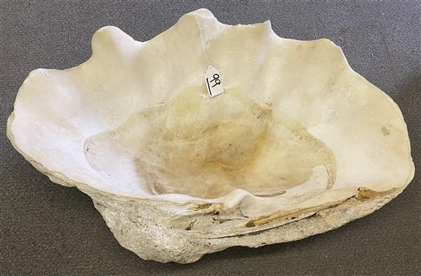 Ancient Sea Clamshell (#0099) on Jan 15, 2023 | State Line Auctions ...