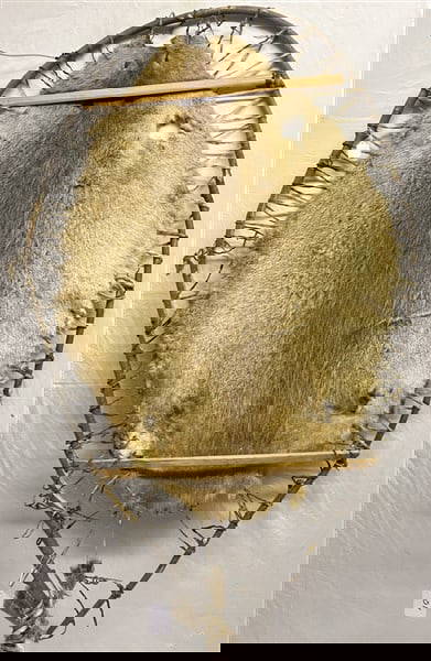 Trophy Beaver Pelt Auction