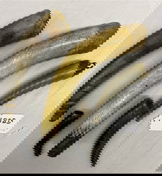 5 Early Powder Horns Auction