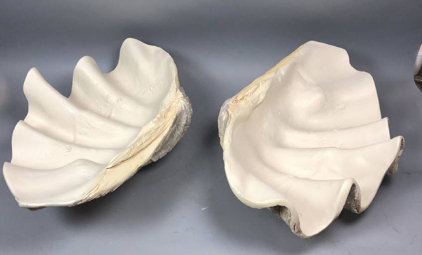 Pr Faux Giant Clam Shell Sculptures. Molded Resin