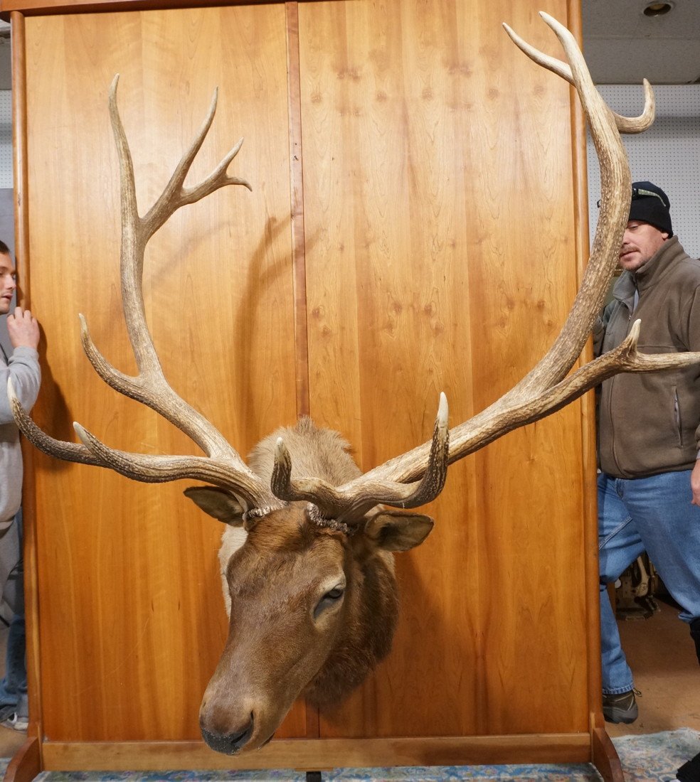 7x7 Point Royal Elk Shoulder Mount. Record Book. - Nov 18, 2014 ...