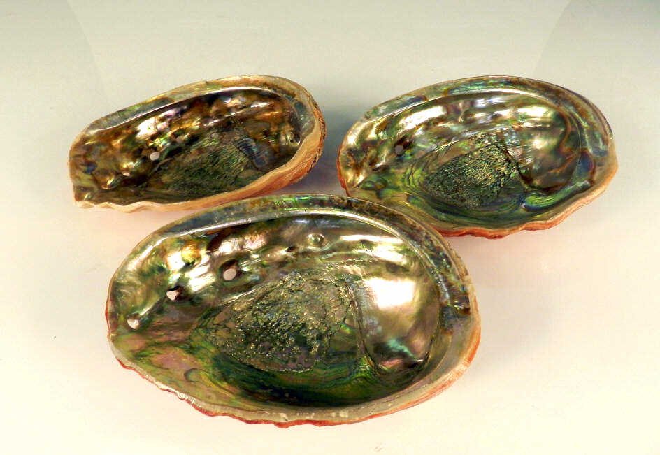 Sea Shells Abalone