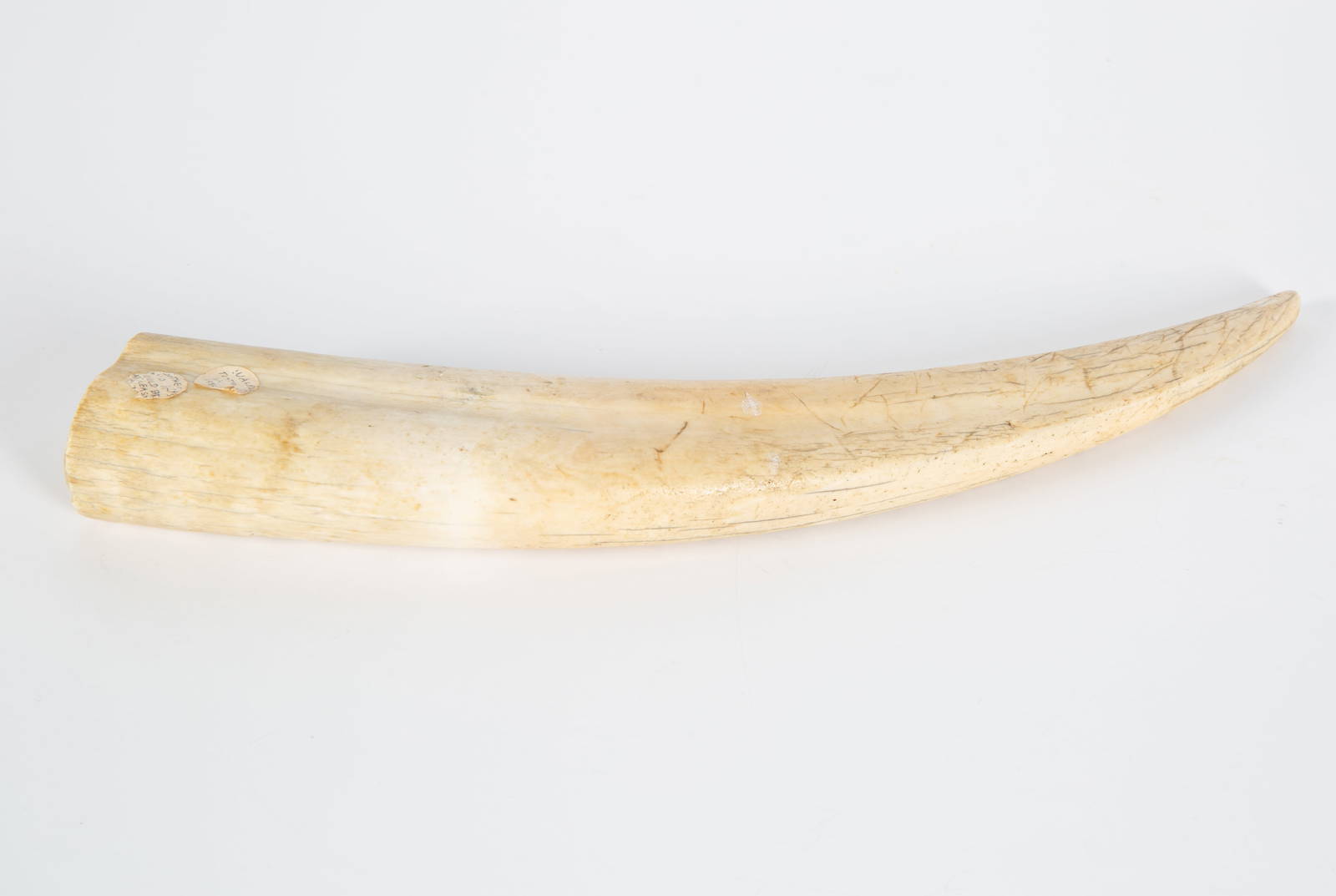 A Walrus Tooth Auction